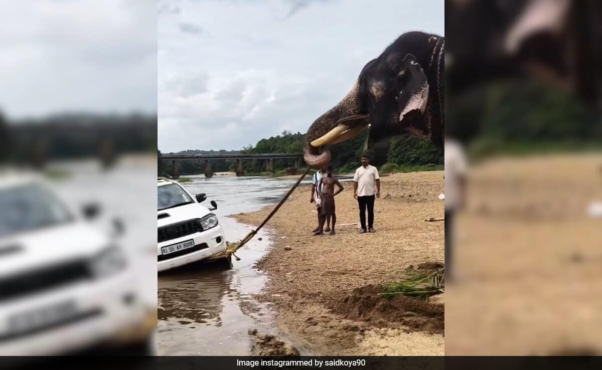Video Shows Elephant Pulling Stuck Toyota Fortuner Out Of River In ...